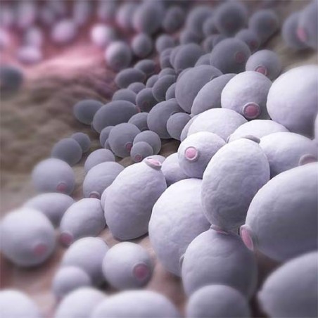 Cos’è la candida maschile..